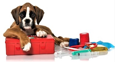 BASIC Pet First Aid – World Wide Academy Training Services